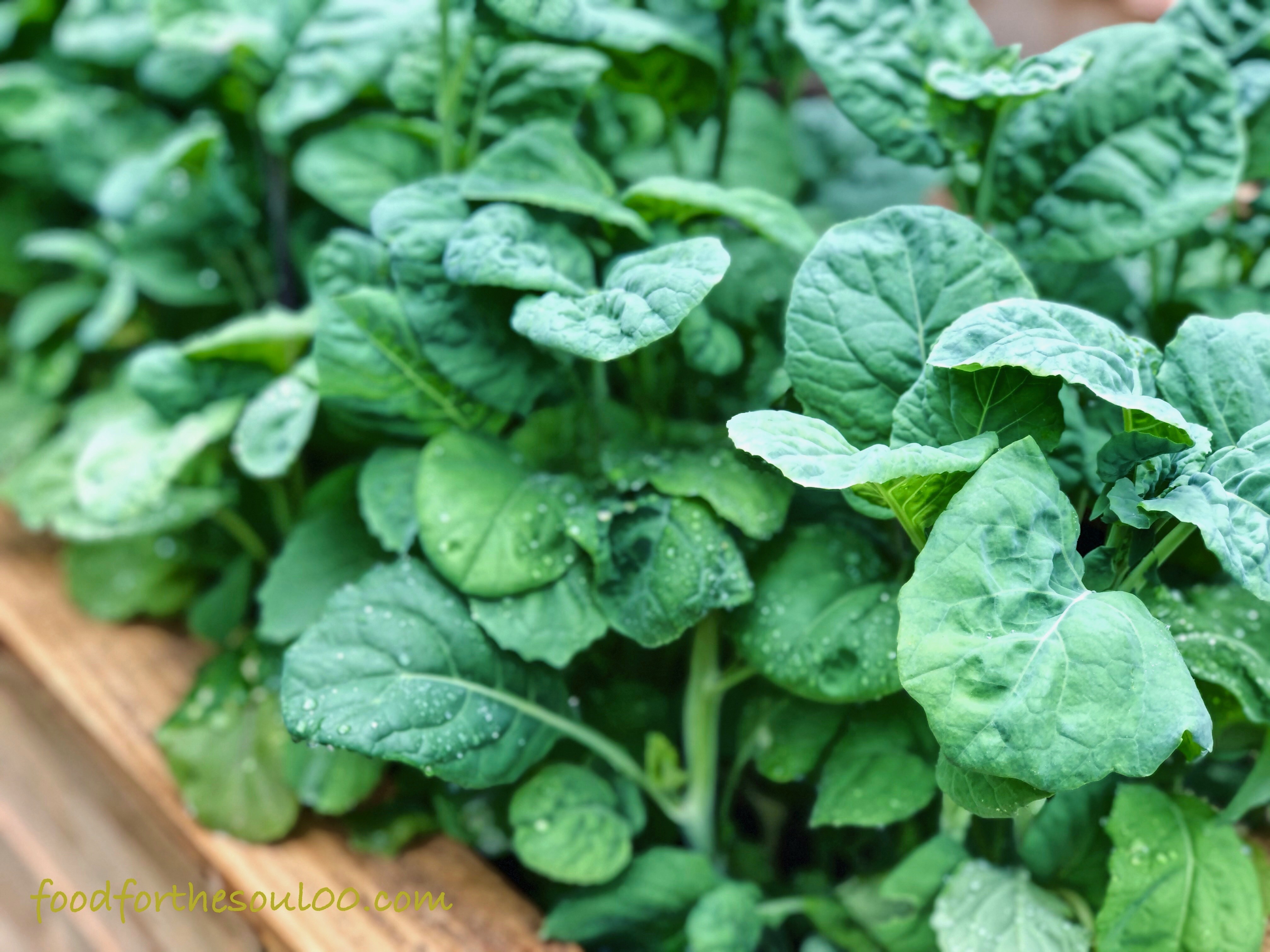 Haakh – Kashmiri Collard Greens – Food For The Soul